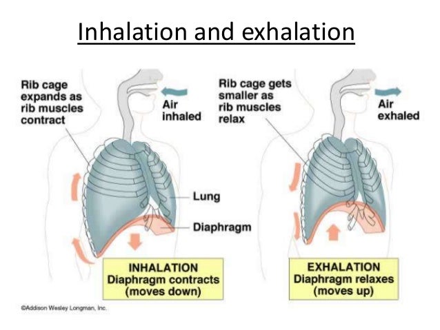 The human breathing mechanism