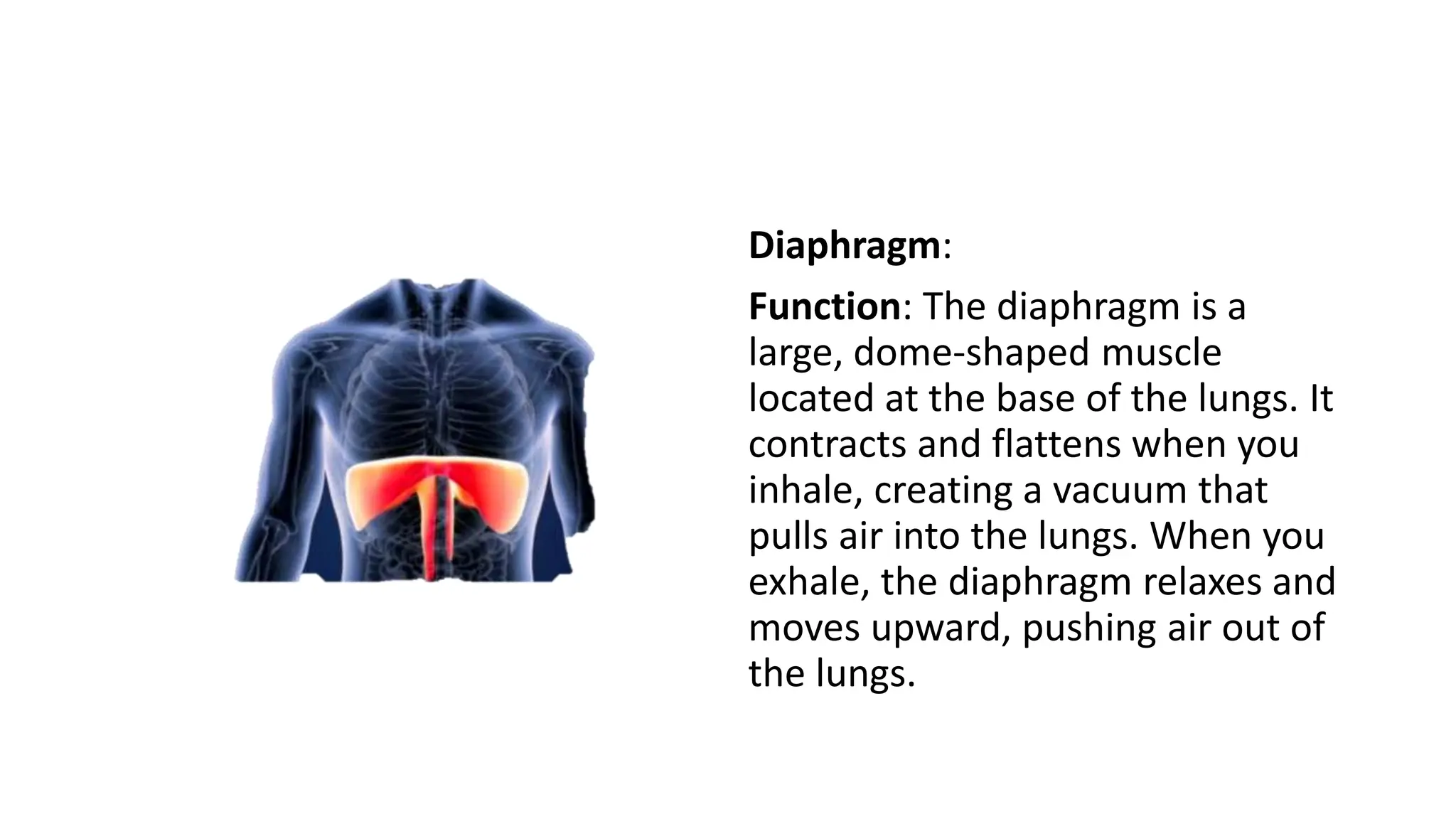 The human breathing and circulatory syst | PPTX