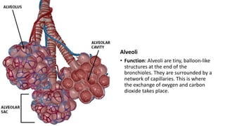 The human breathing and circulatory syst | PPTX
