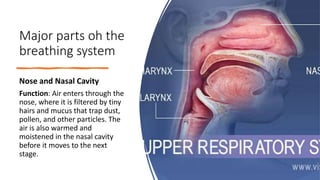 The human breathing and circulatory syst | PPTX