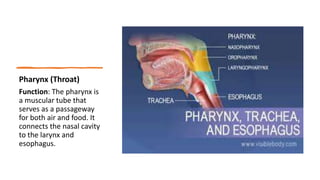 The human breathing and circulatory syst | PPTX