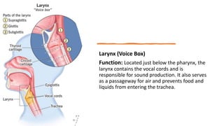 The human breathing and circulatory syst | PPTX