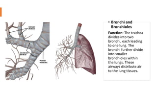The human breathing and circulatory syst | PPTX