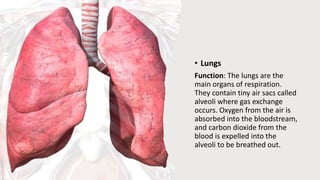 The human breathing and circulatory syst | PPTX
