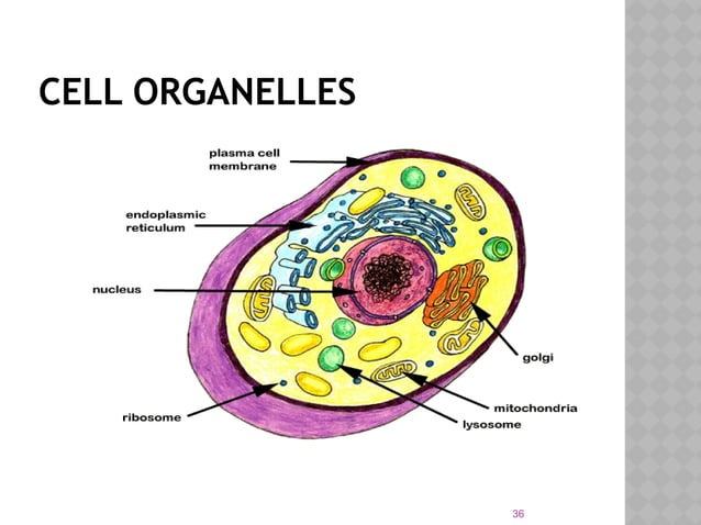 The Structure of the human cell and functions | PPT