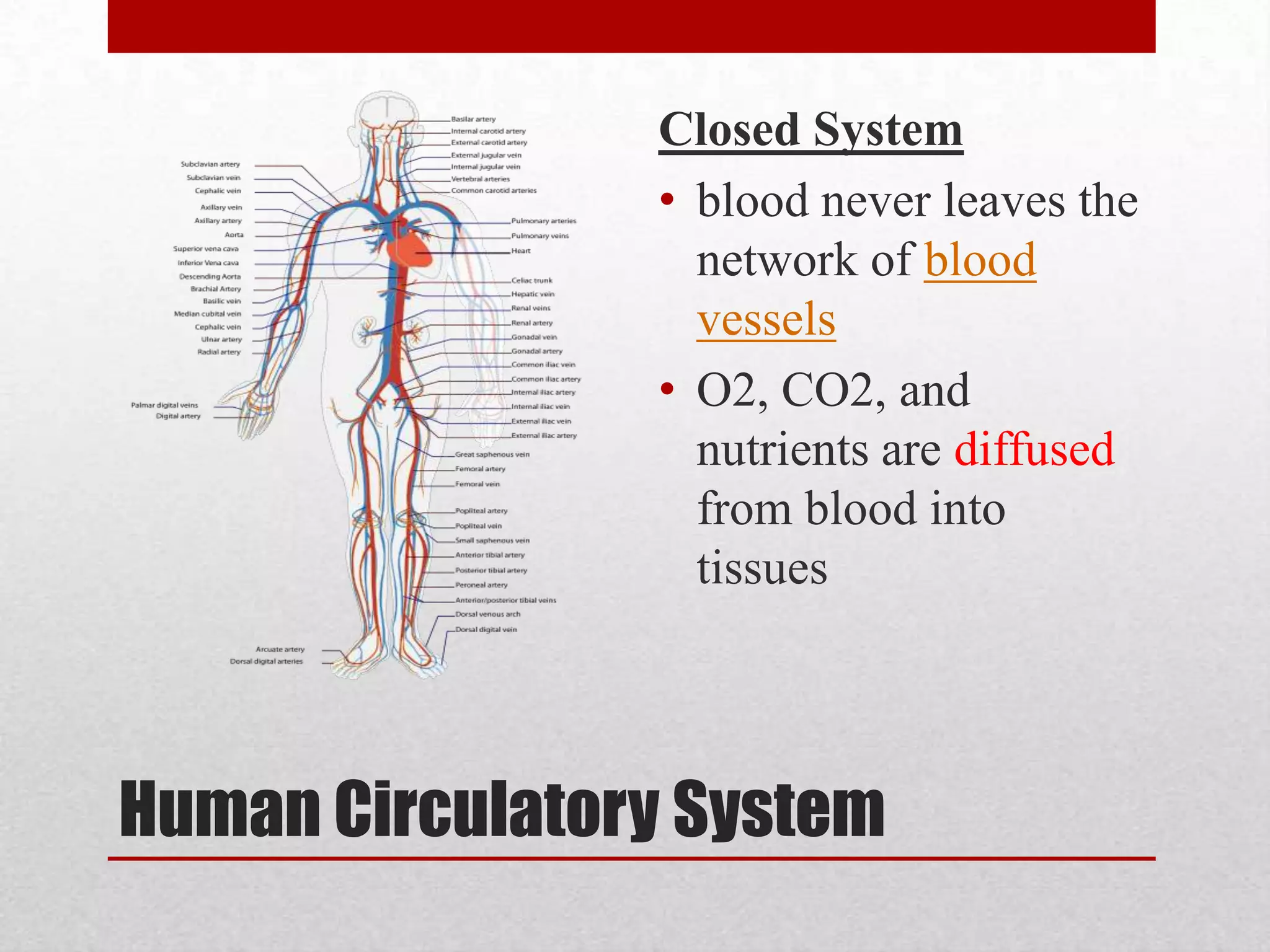 The human circulatory system | PPTX