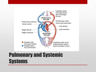 The human circulatory system | PPTX