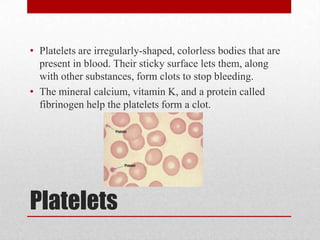 The human circulatory system | PPTX