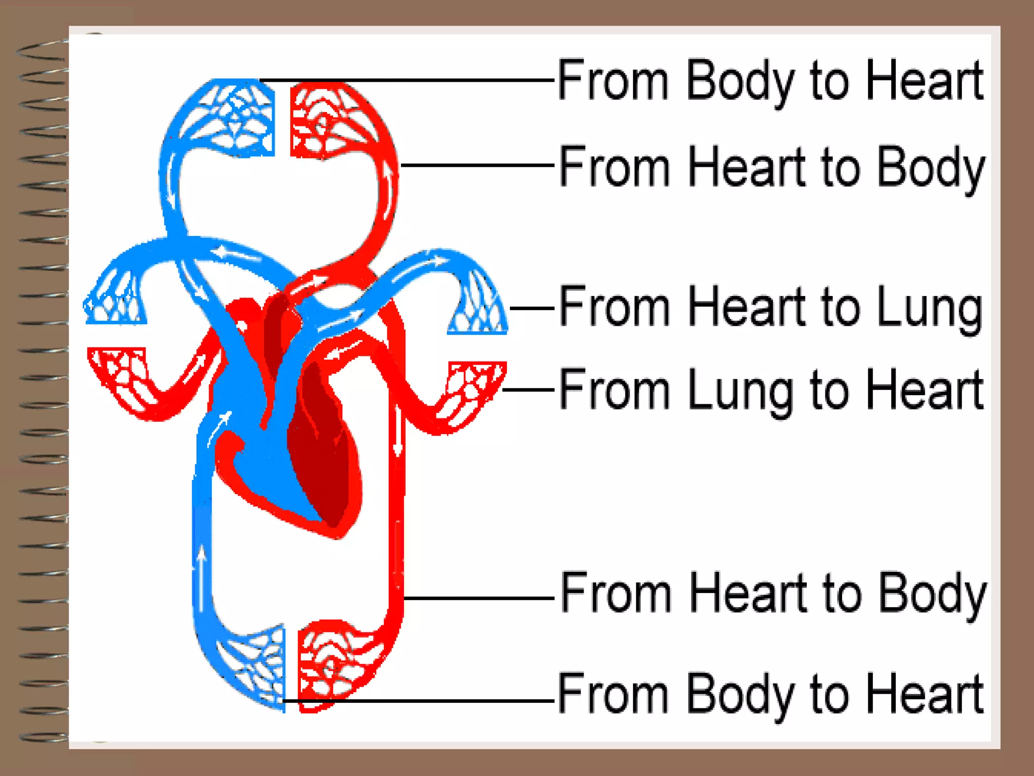 The human circulatory system2 | PPT
