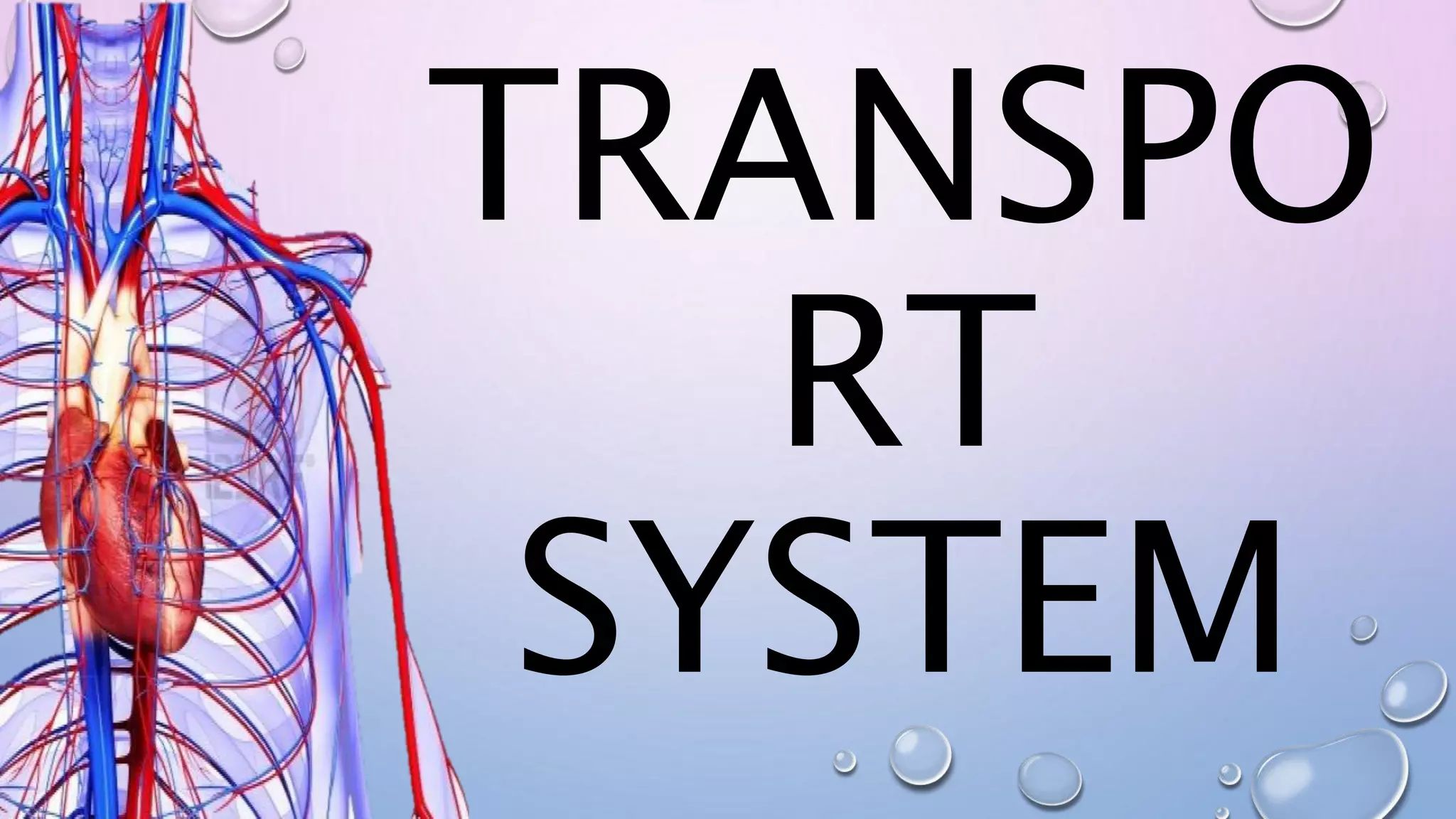 The Human Circulatory System | PPTX | Heart and Cardiovascular Diseases ...