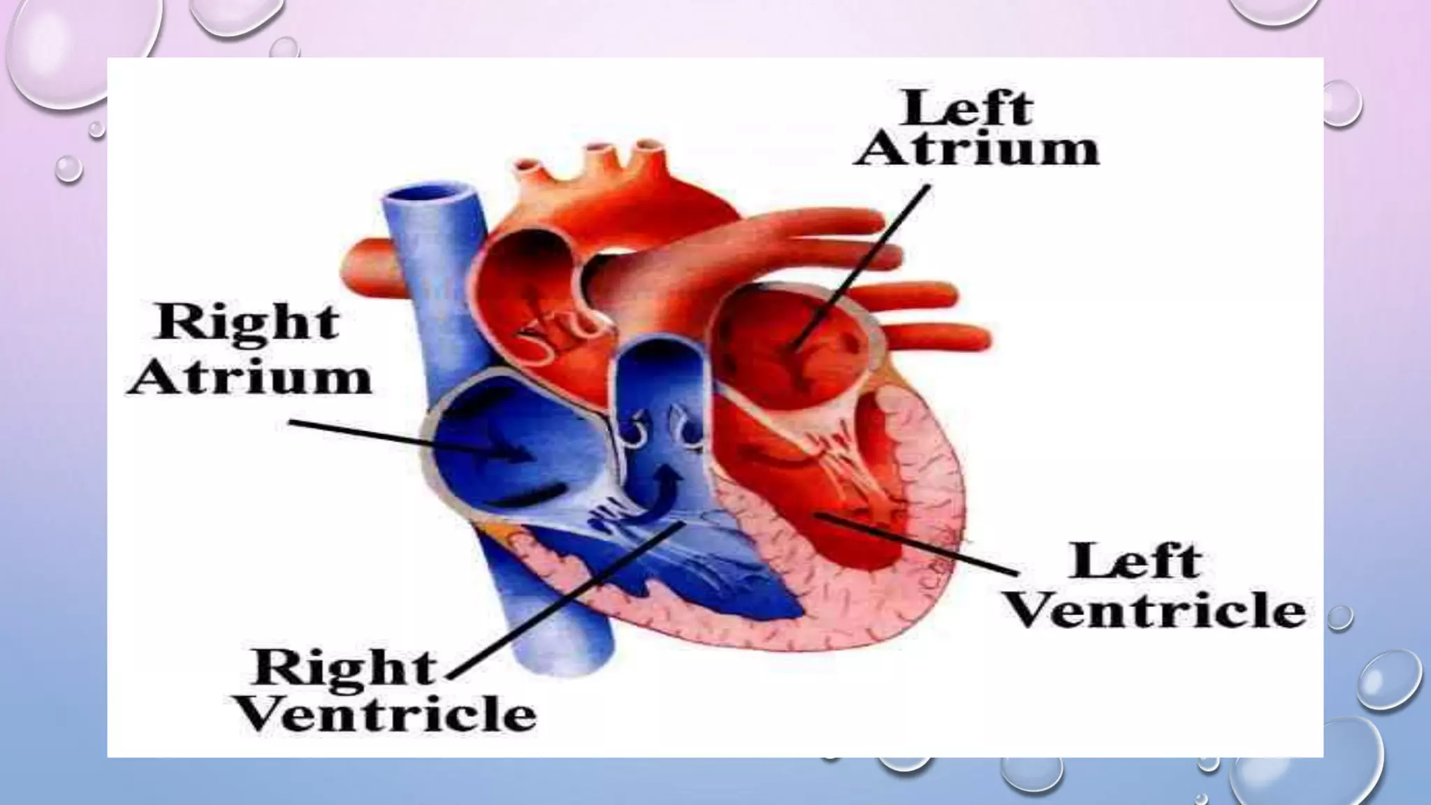 The Human Circulatory System | PPTX | Heart and Cardiovascular Diseases ...