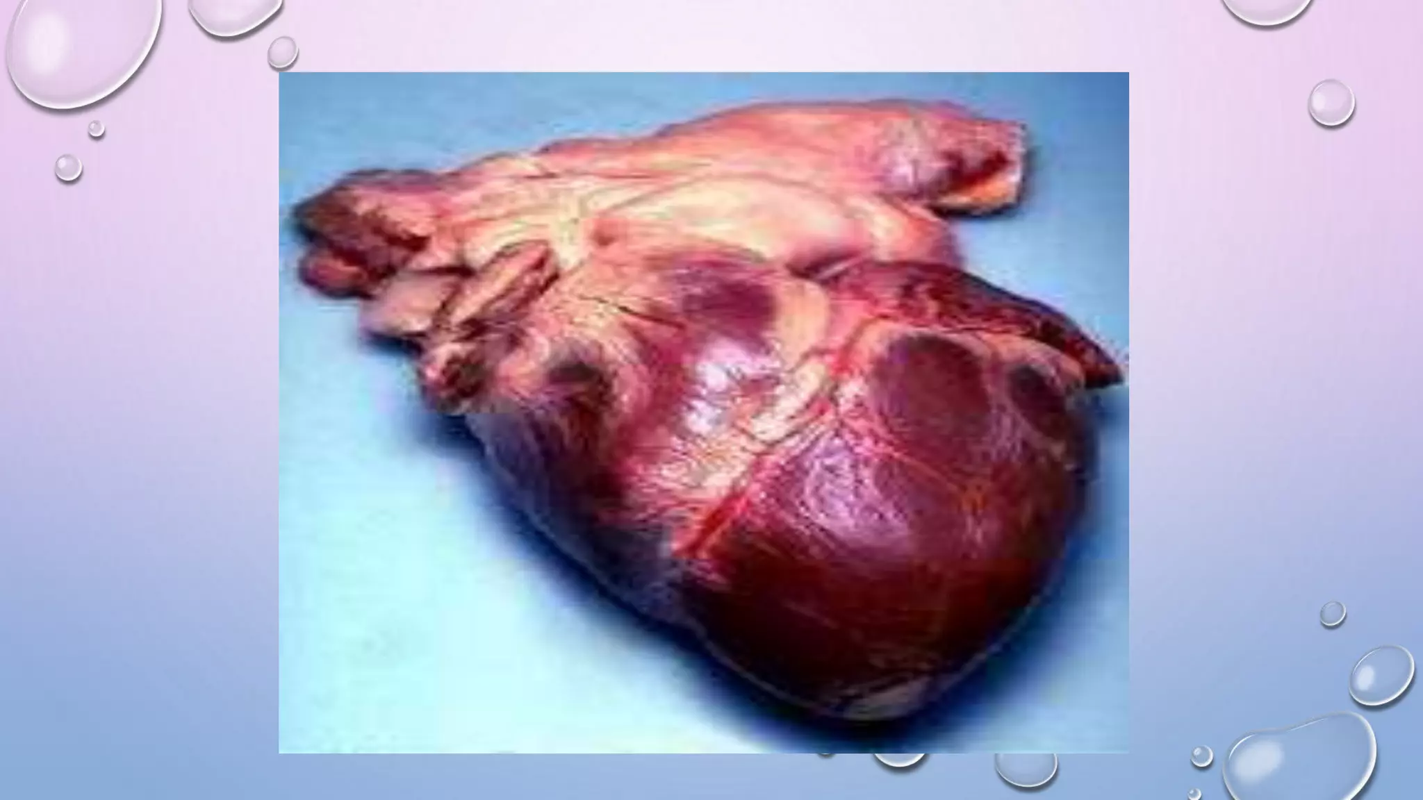 The Human Circulatory System | PPTX | Heart and Cardiovascular Diseases ...