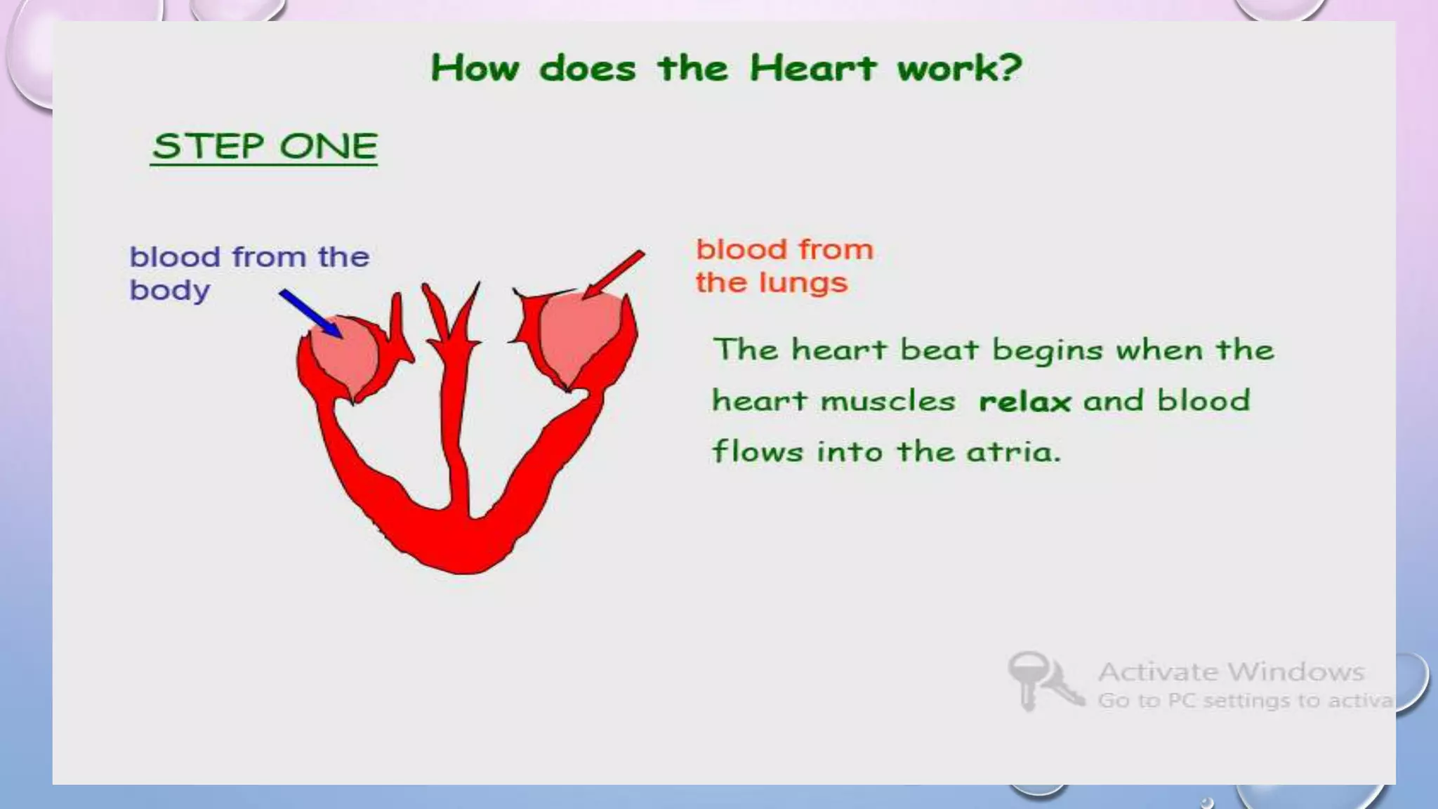 The Human Circulatory System | PPTX | Heart and Cardiovascular Diseases ...
