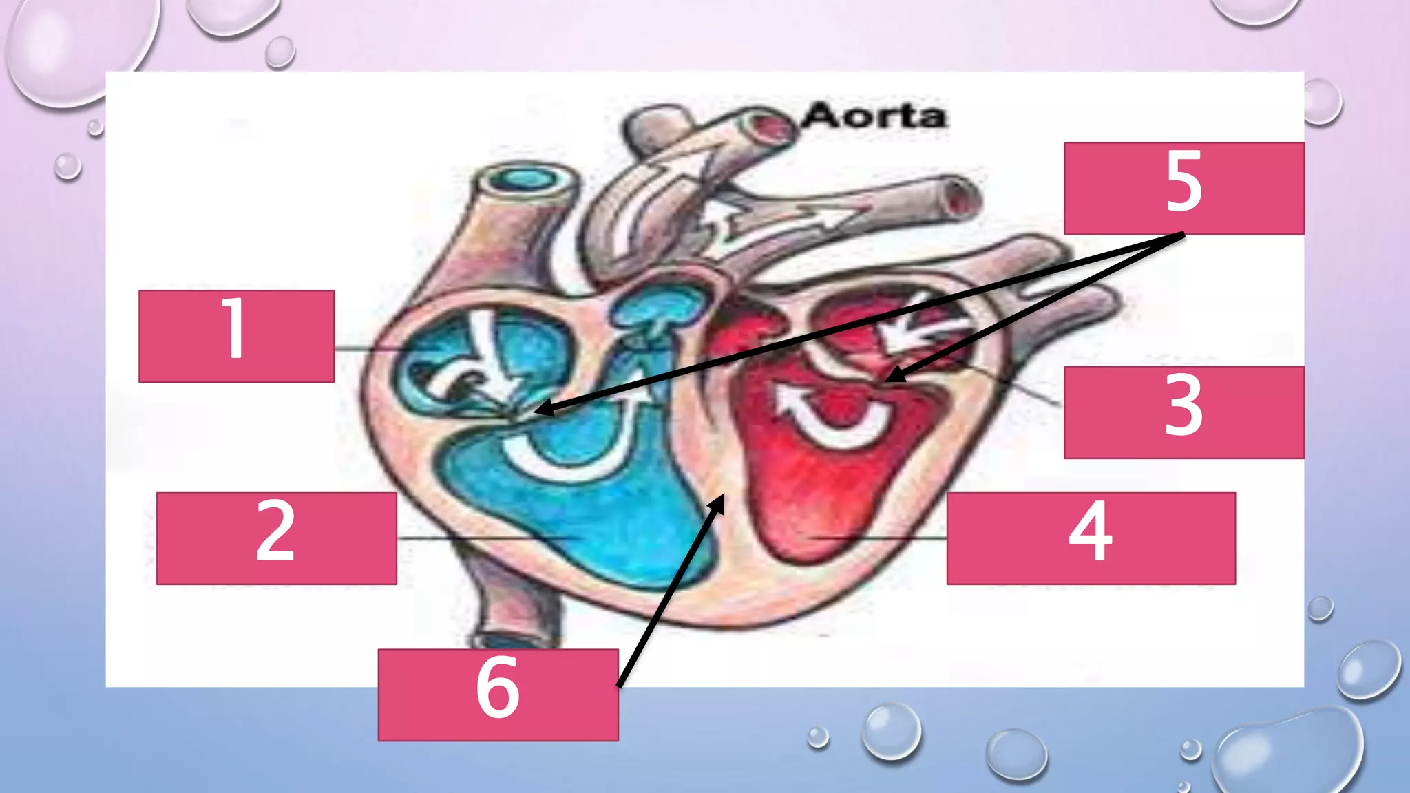 The Human Circulatory System | PPTX | Heart and Cardiovascular Diseases ...