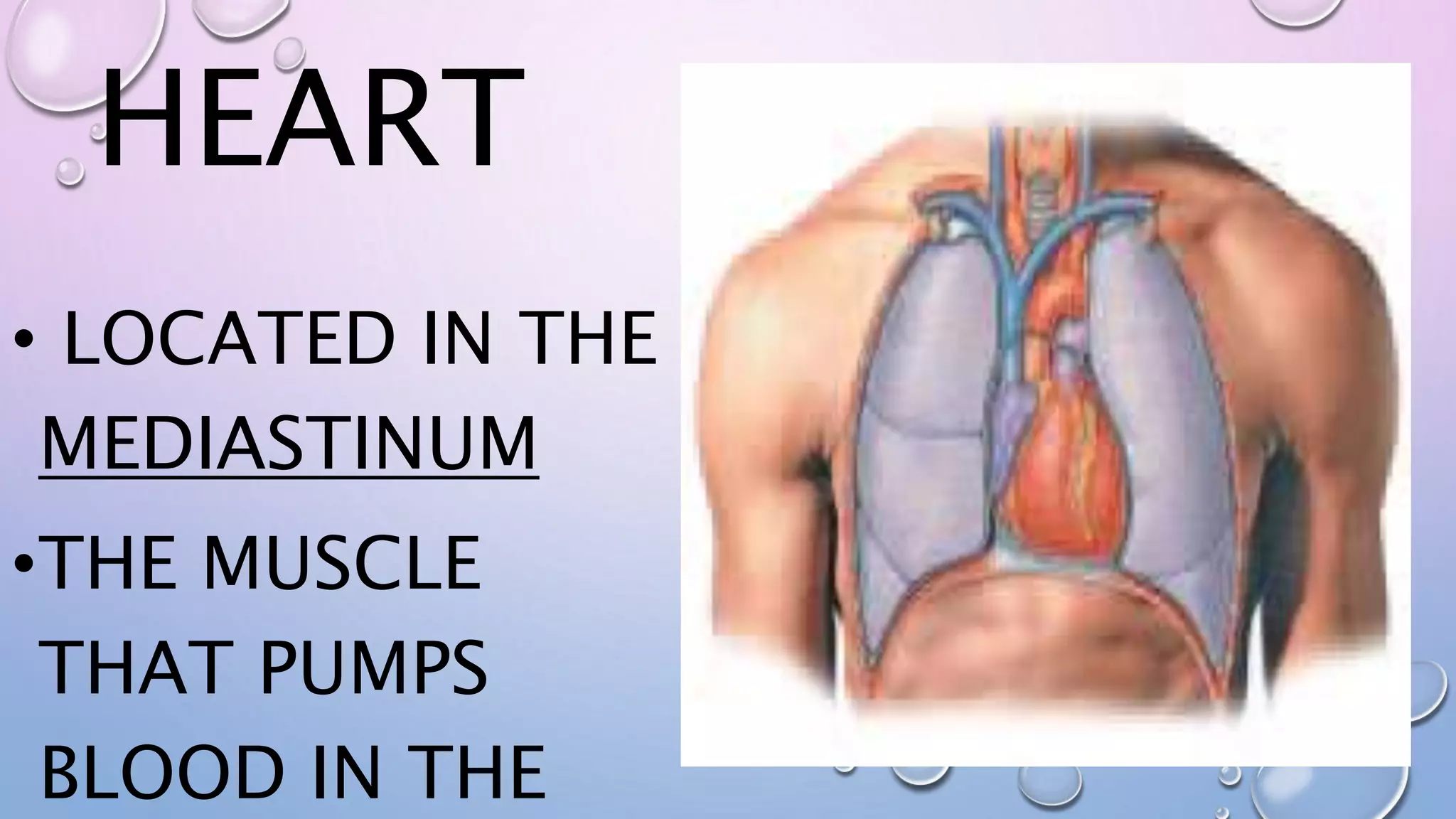 The Human Circulatory System | PPTX | Heart and Cardiovascular Diseases ...