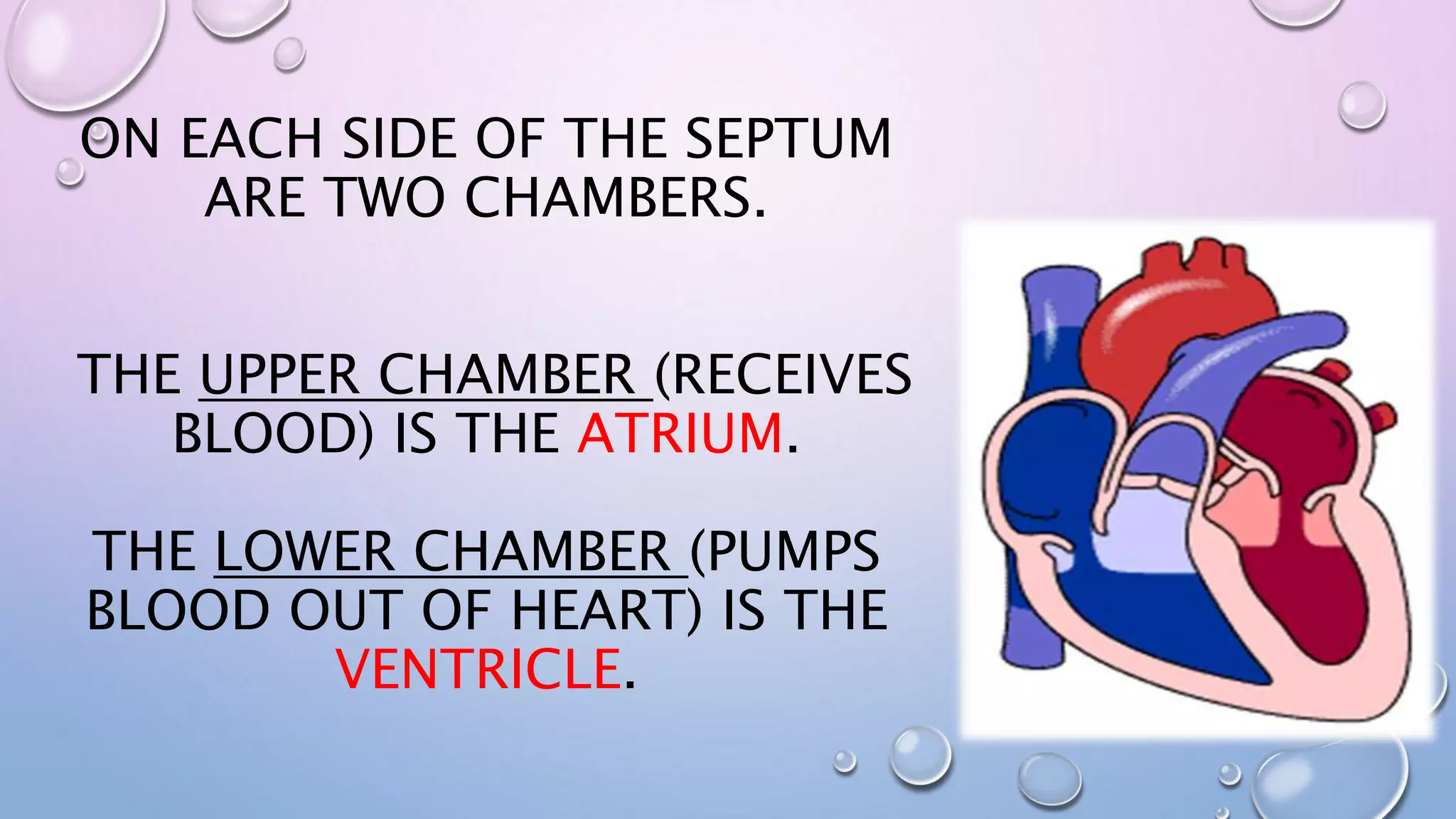 The Human Circulatory System | PPTX | Heart and Cardiovascular Diseases | Diseases and Conditions