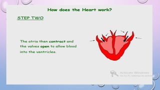 The Human Circulatory System | PPT
