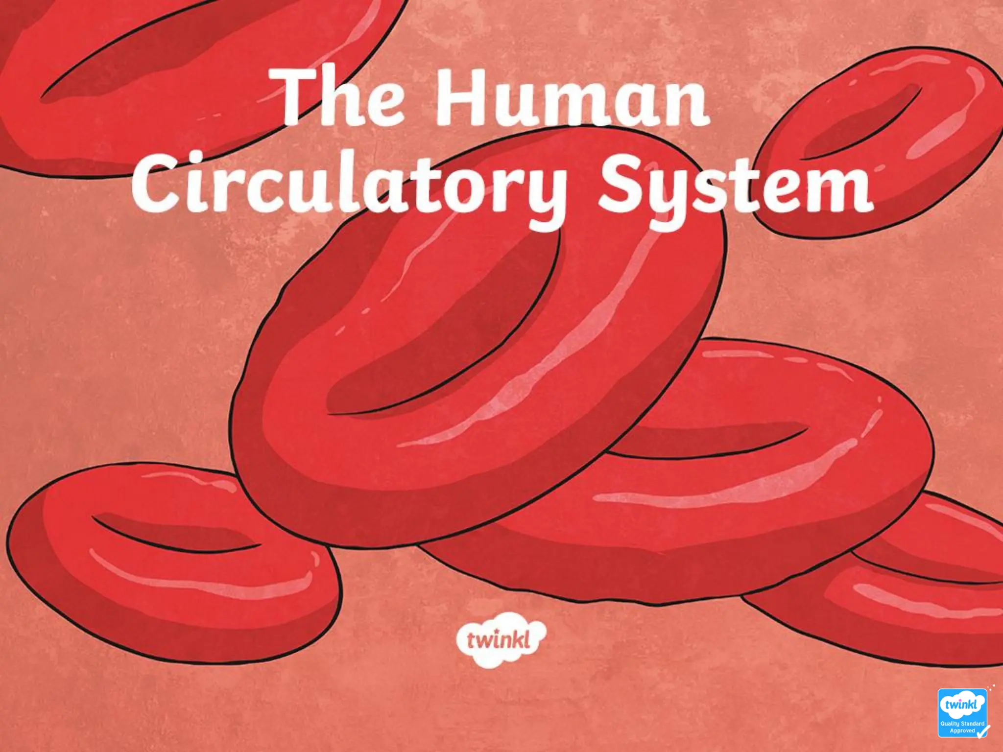 The Human Circulatory System I PowerPoint Presentation.pdf