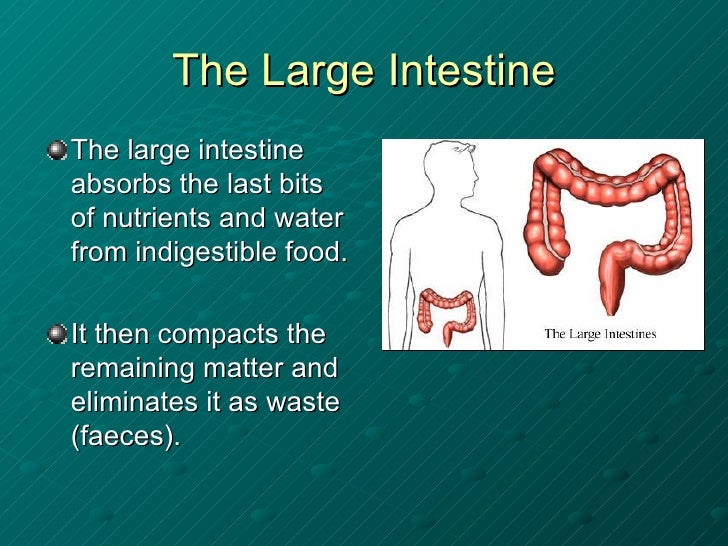 The human digestive system