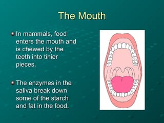 The human digestive system | PPT