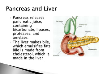 The human digestive system | PPT