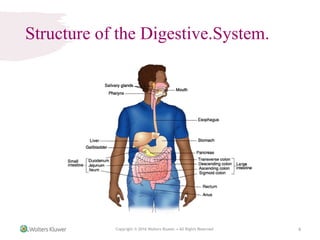 THE HUMAN DIGESTIVE SYSTEM human anatomy and physiology | PPTX