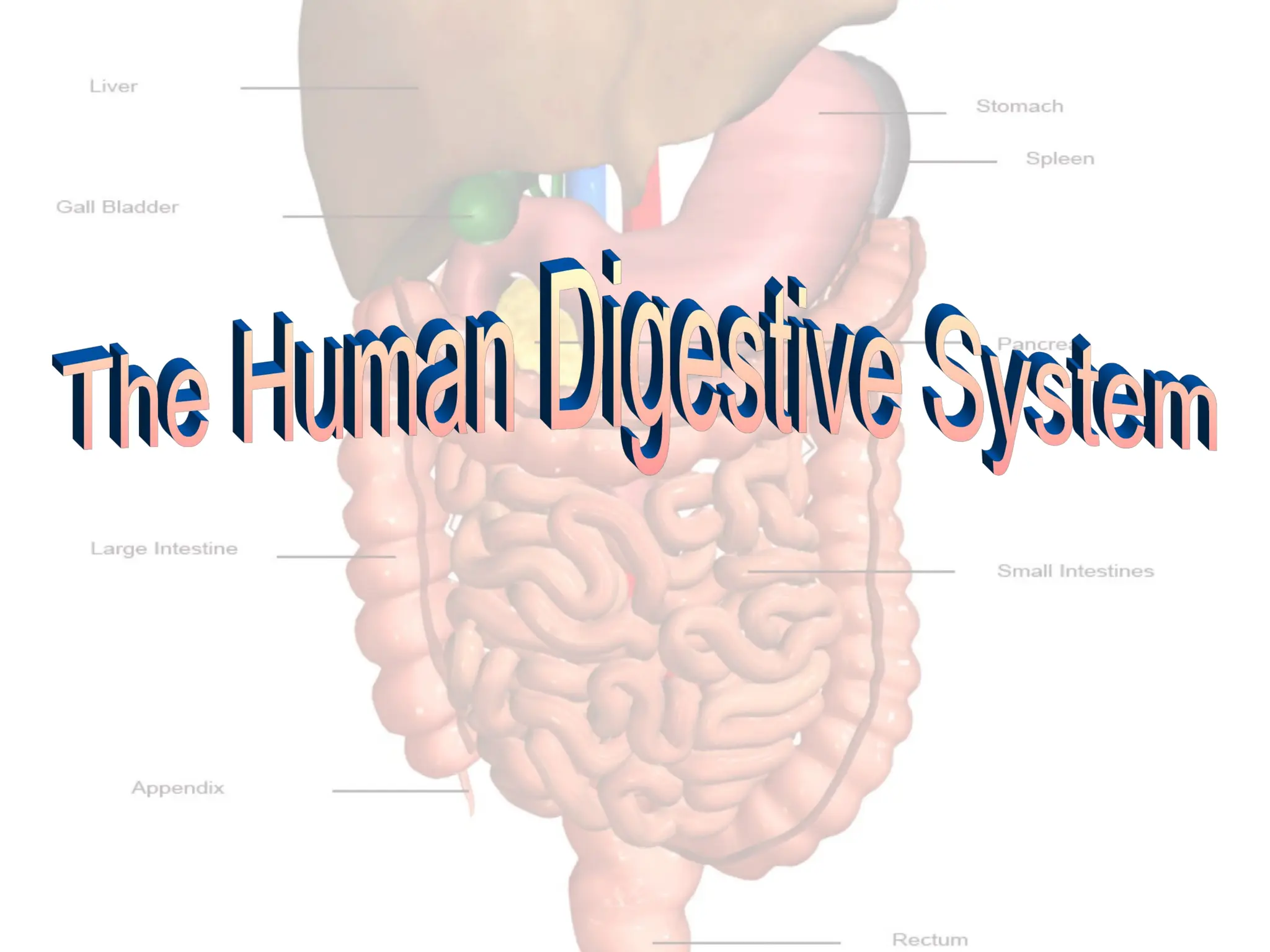 THE HUMAN DIGESTIVE SYSTEM. For human ppt | PPT