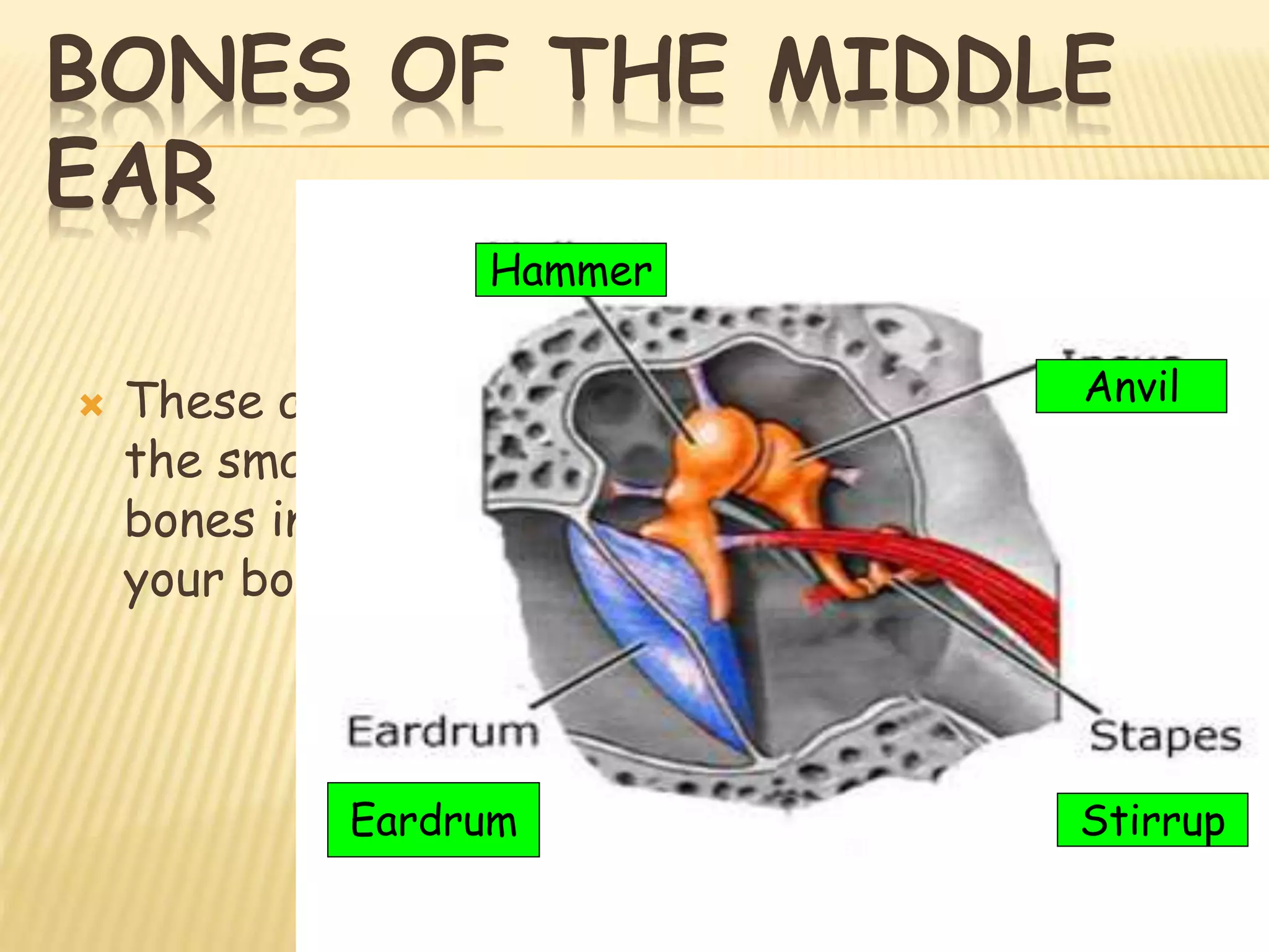 The human ear | PPTX