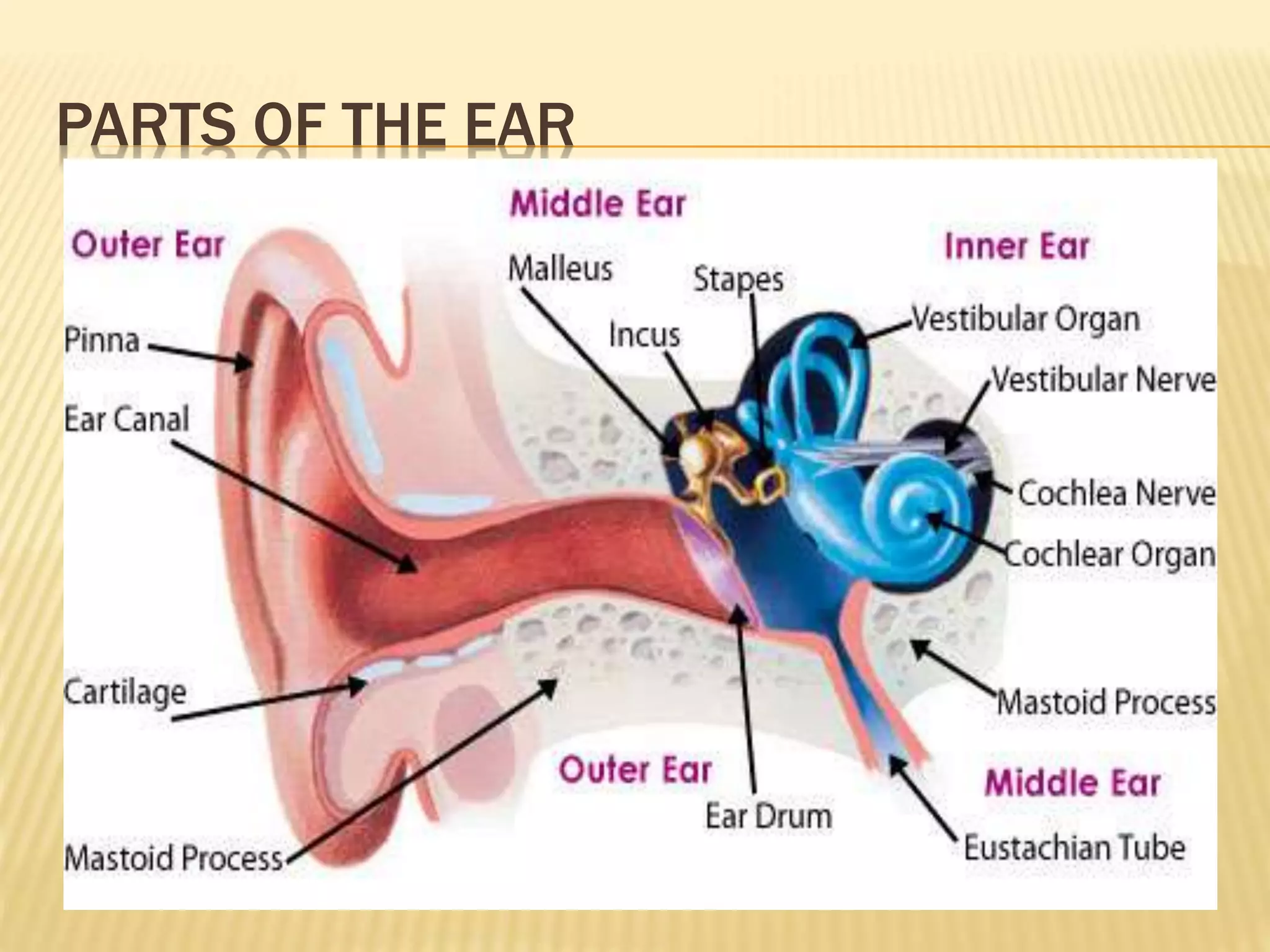 The human ear | PPTX