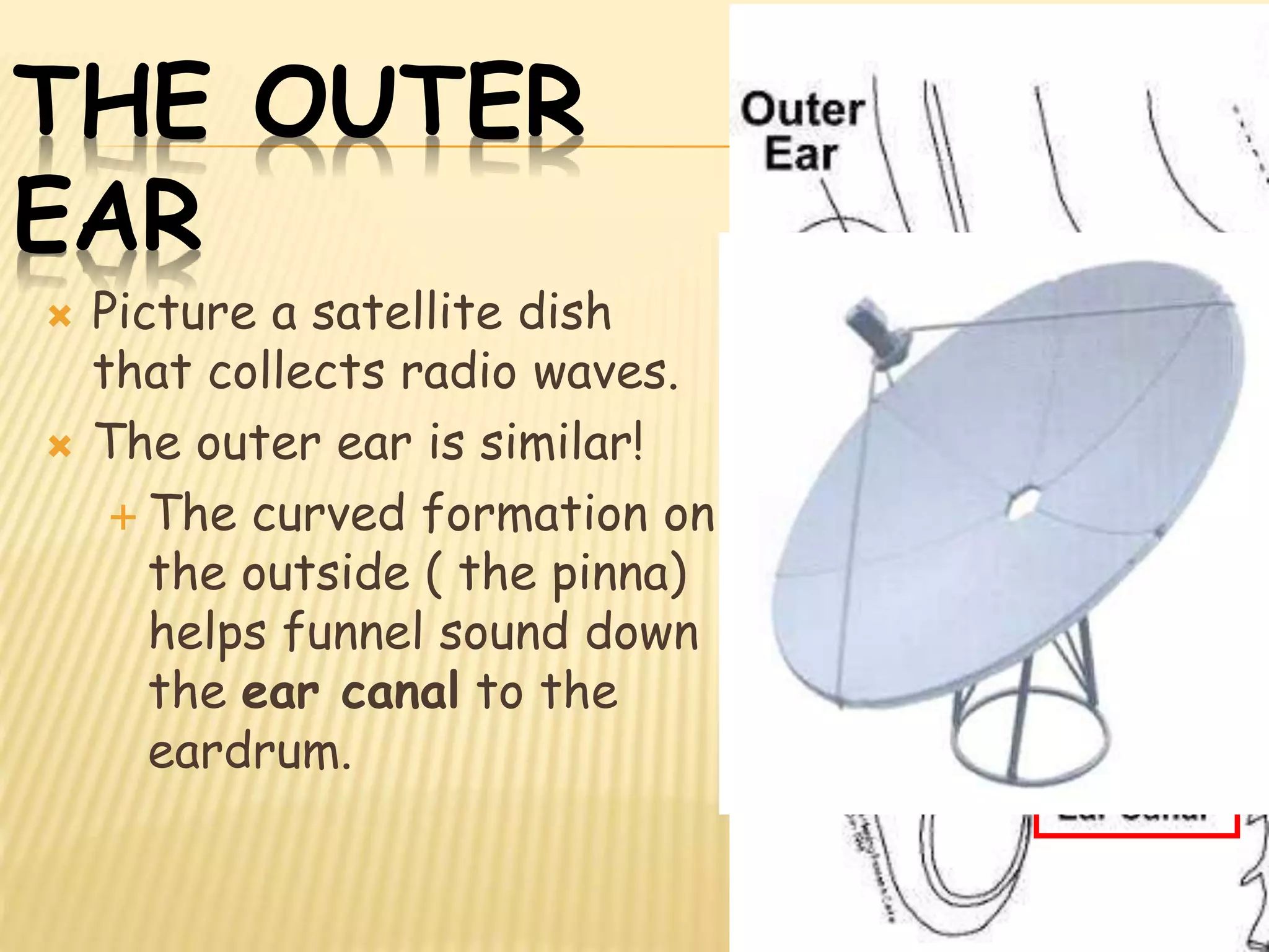 The human ear | PPTX