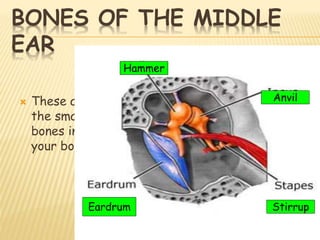 The human ear | PPTX