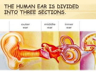 The human ear | PPTX