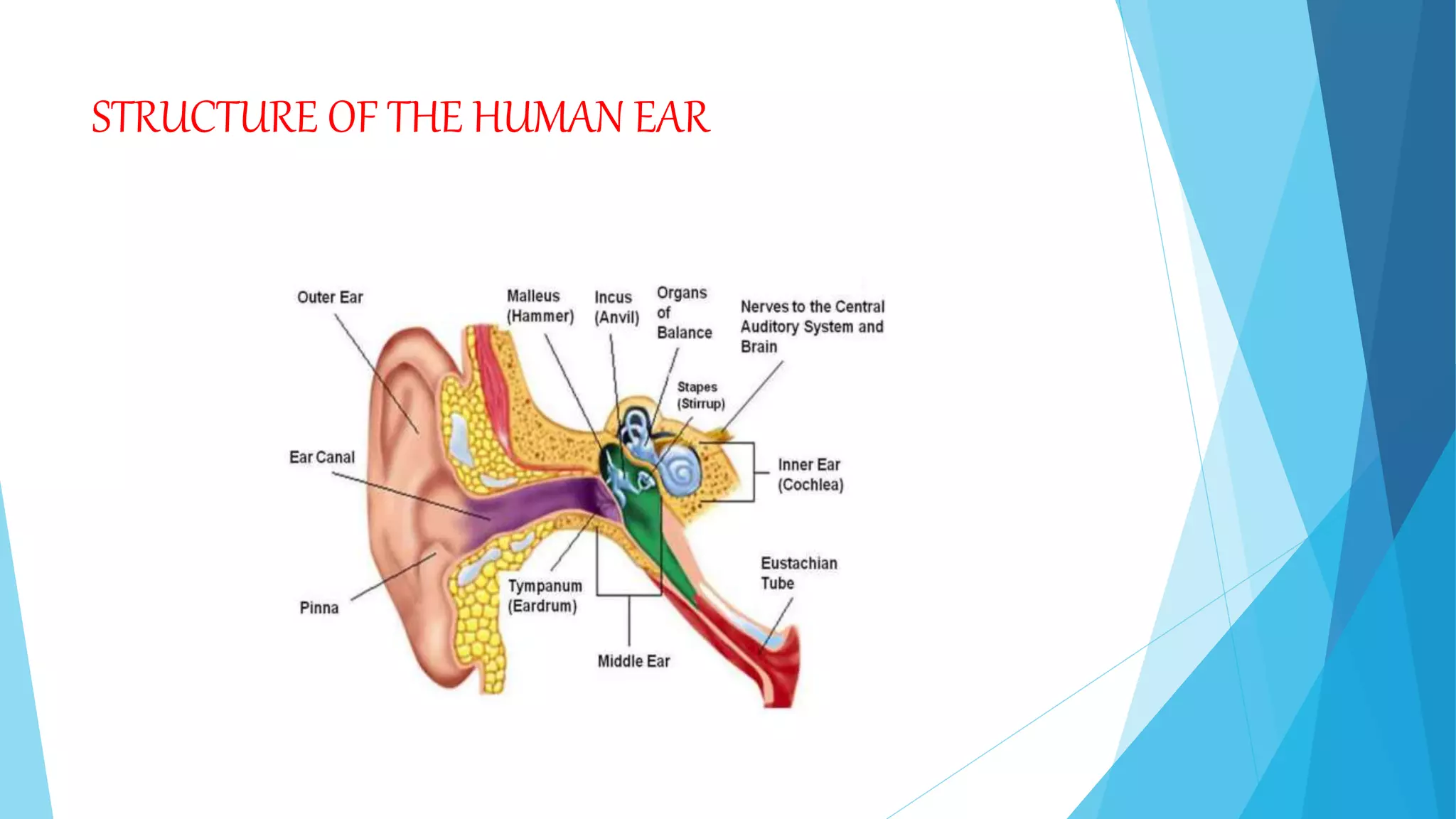 The human ear | PPT