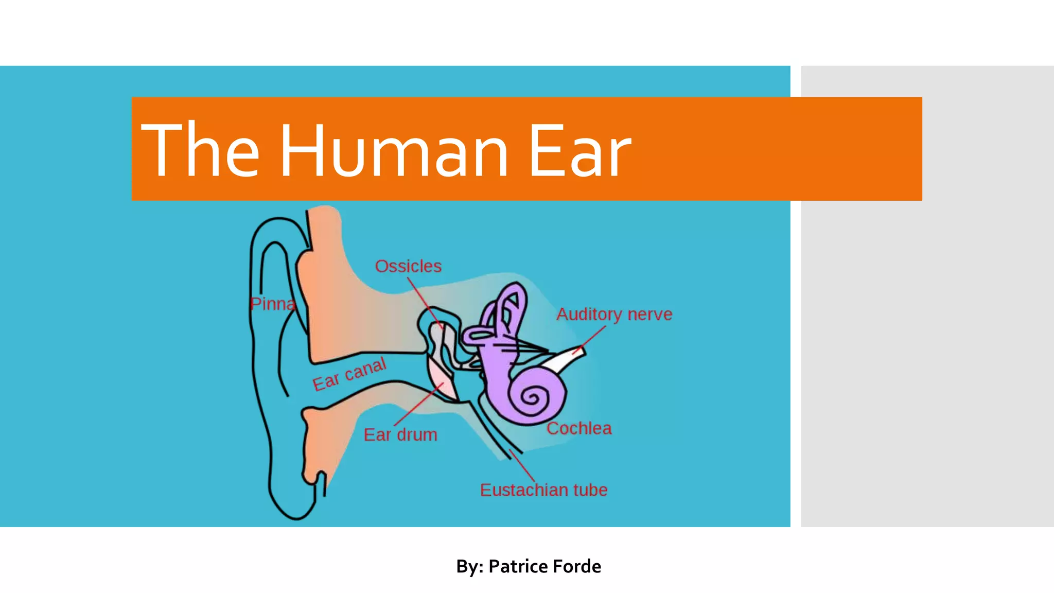 The Human Ear | PPT
