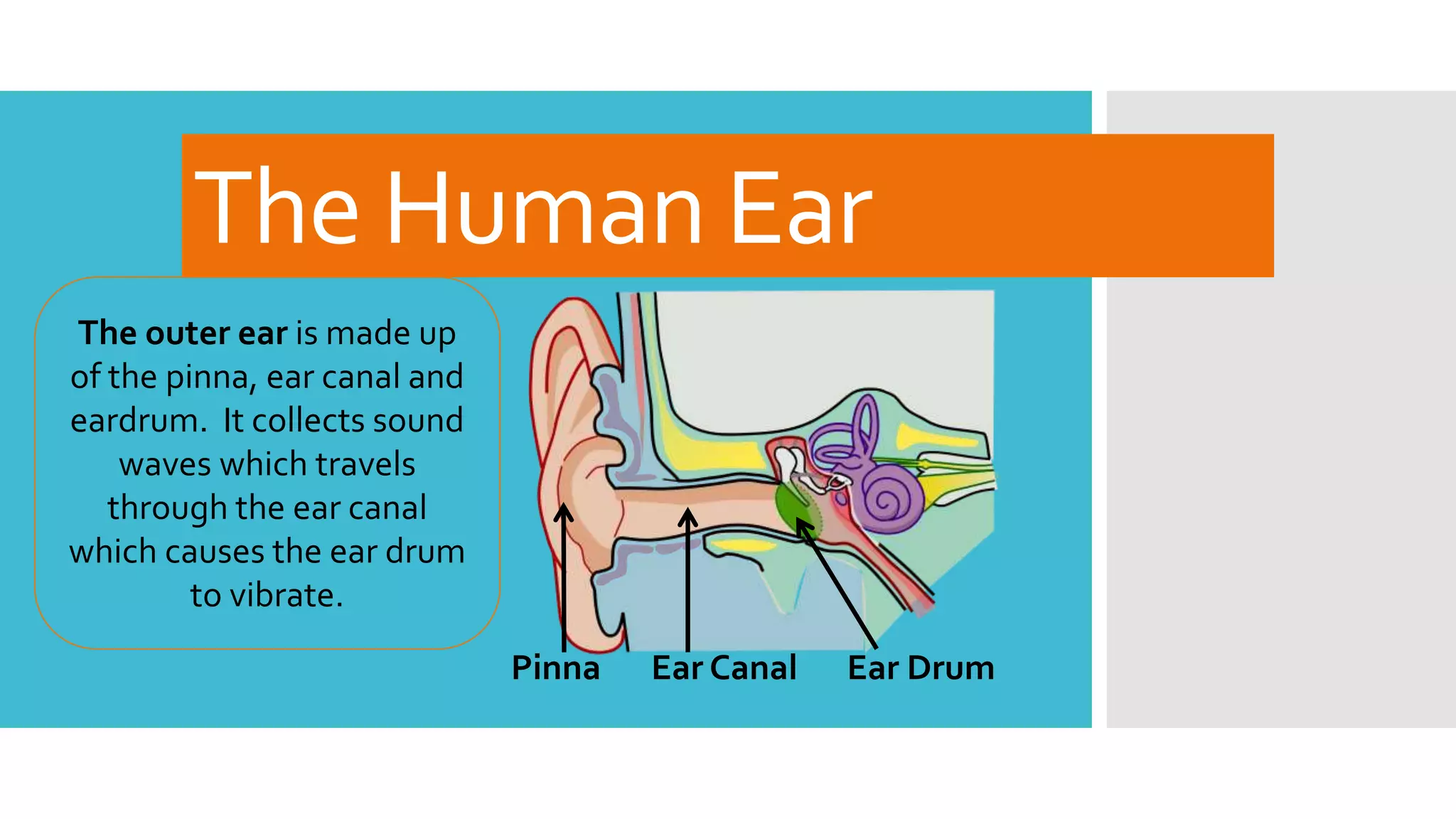 The Human Ear | PPTX