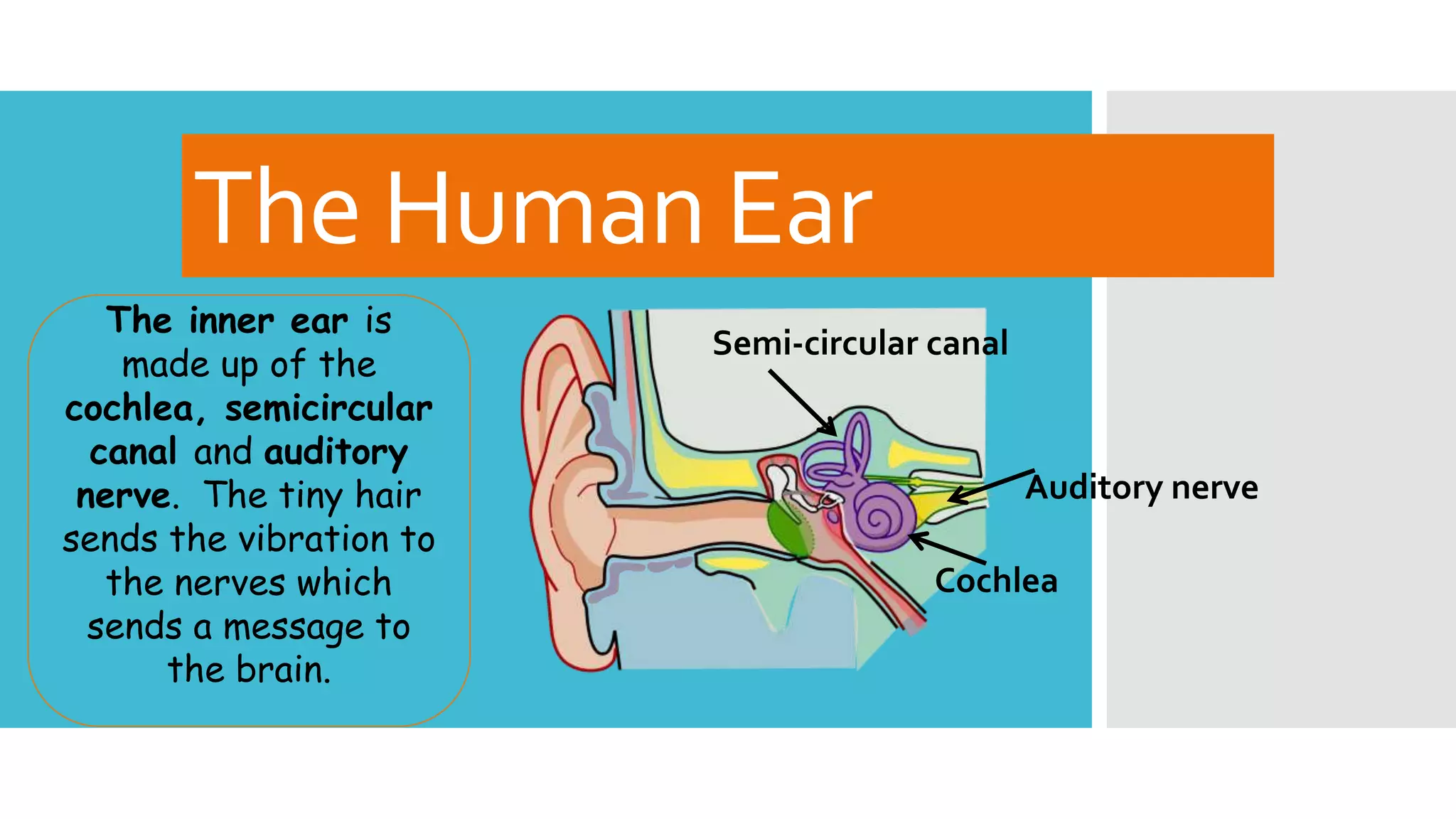 The Human Ear | PPTX