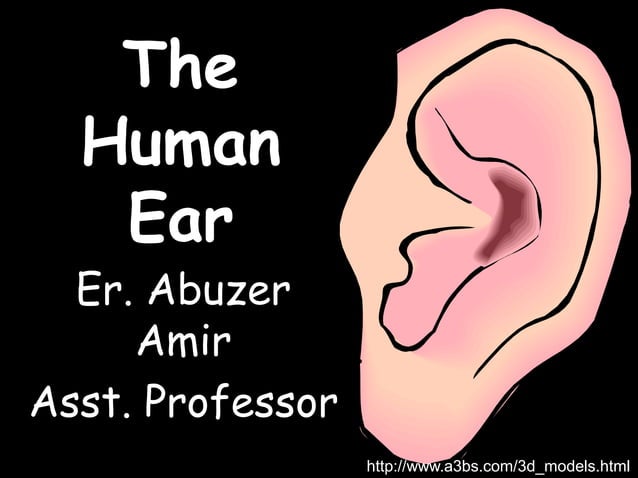 Presentation on internal structure of EAR | PPT