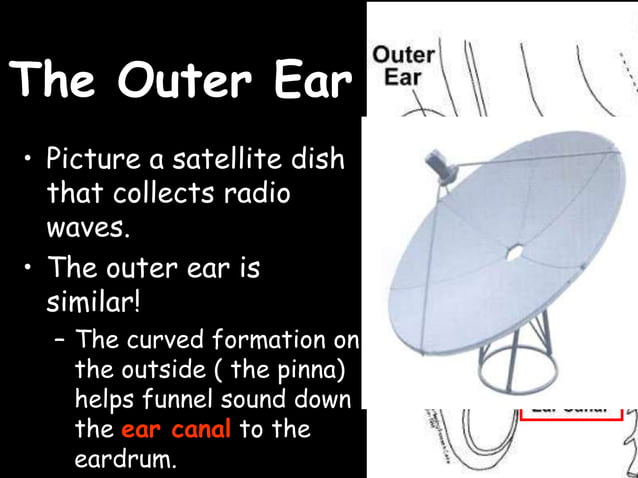 Presentation on internal structure of EAR | PPT