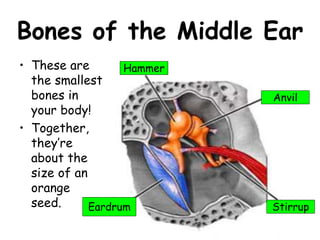 Presentation on internal structure of EAR | PPT