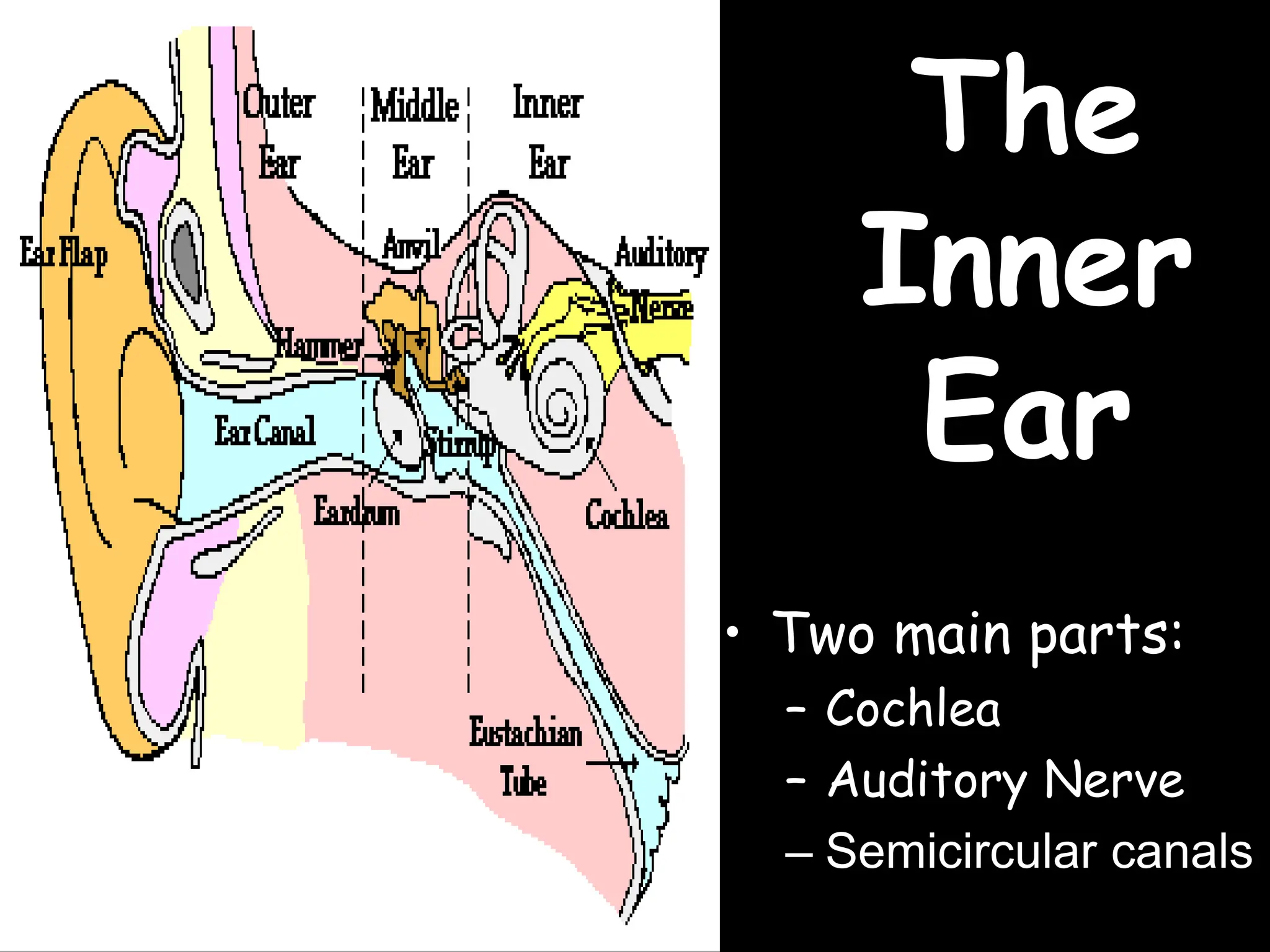 the_human_ear-outer,middle,inner ear,external auditory canal,tympanic ...