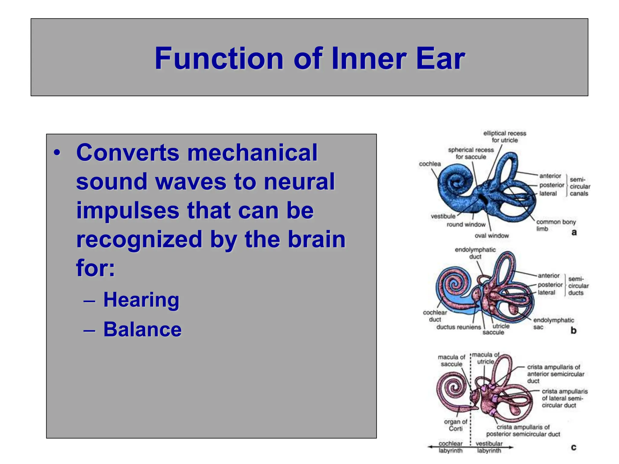 the_human_ear-outer,middle,inner ear,external auditory canal,tympanic ...