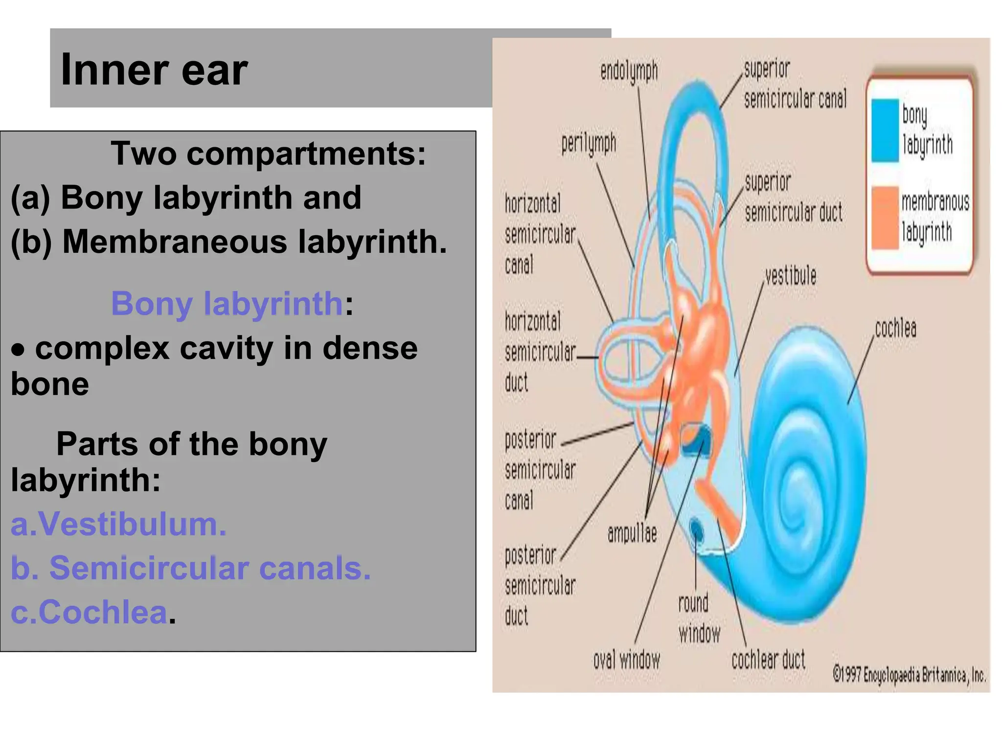 the_human_ear-outer,middle,inner ear,external auditory canal,tympanic ...