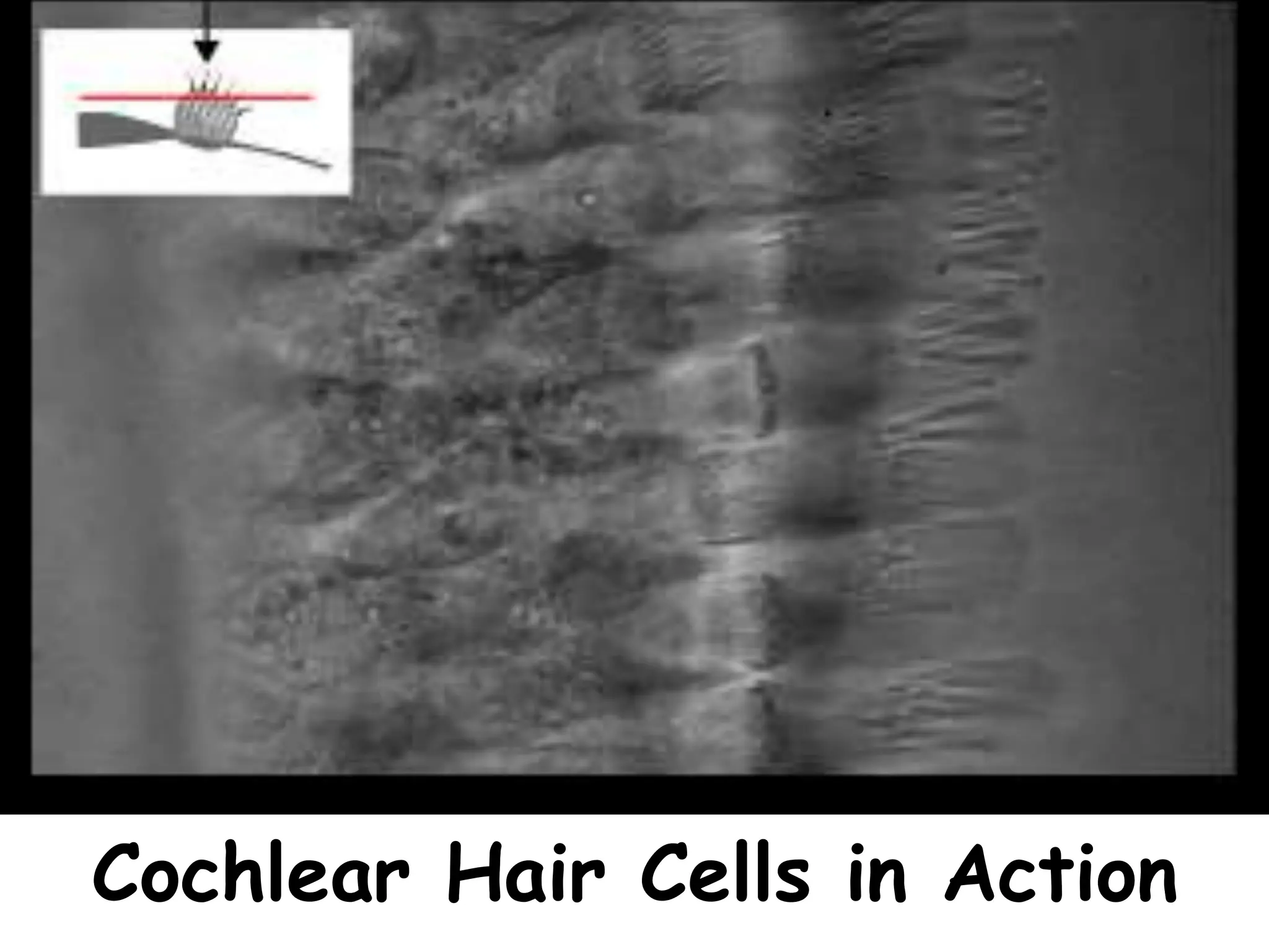 the_human_ear-outer,middle,inner ear,external auditory canal,tympanic ...