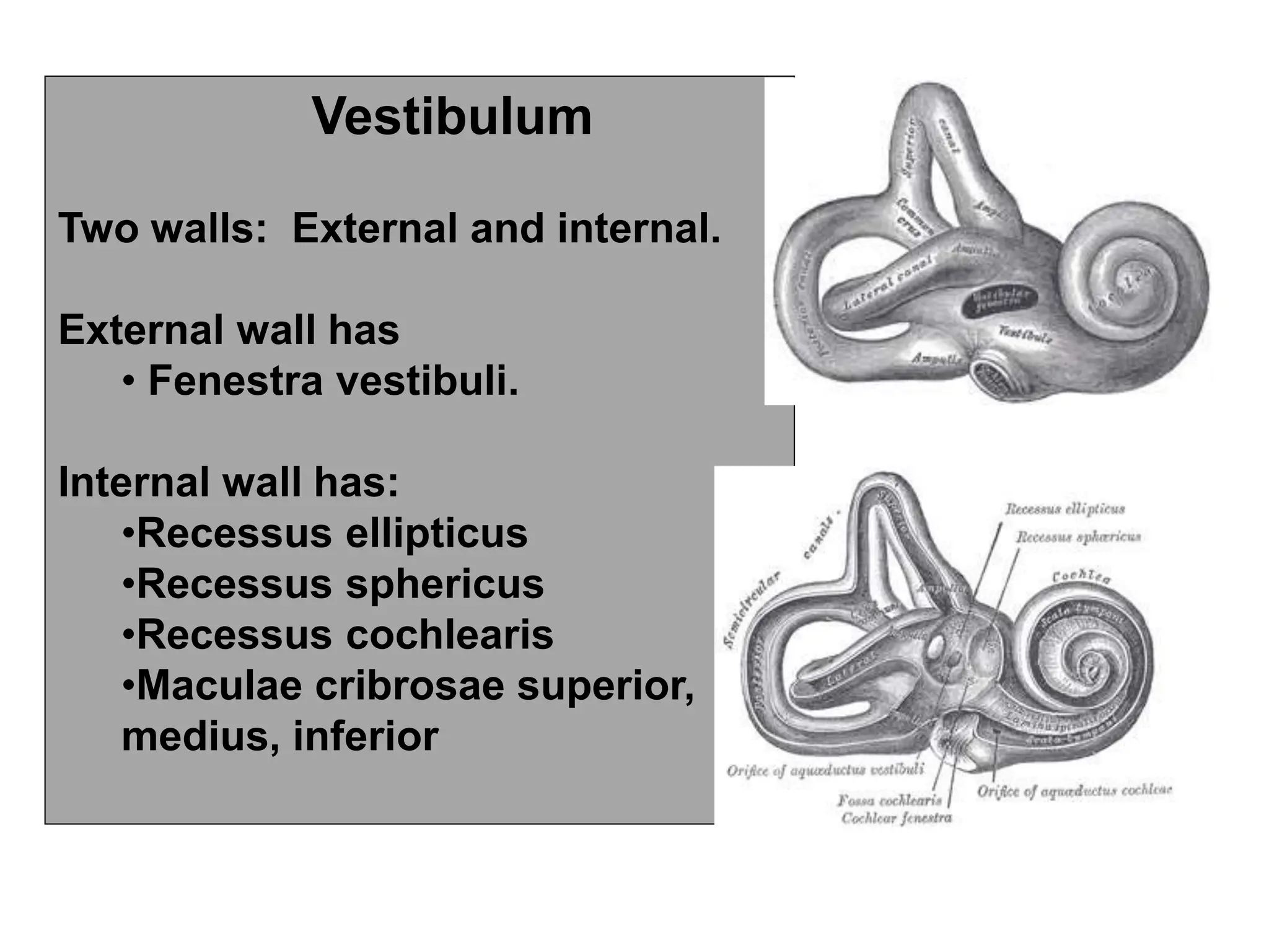 the_human_ear-outer,middle,inner ear,external auditory canal,tympanic ...