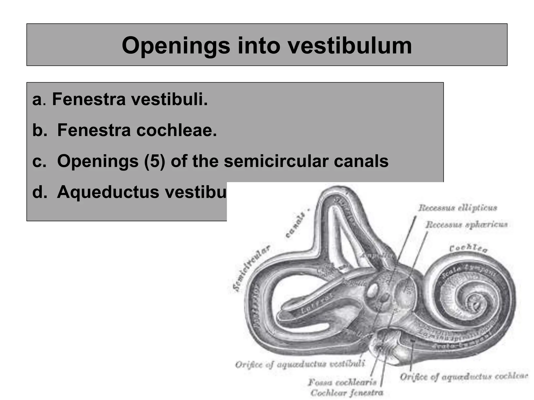 the_human_ear-outer,middle,inner ear,external auditory canal,tympanic ...