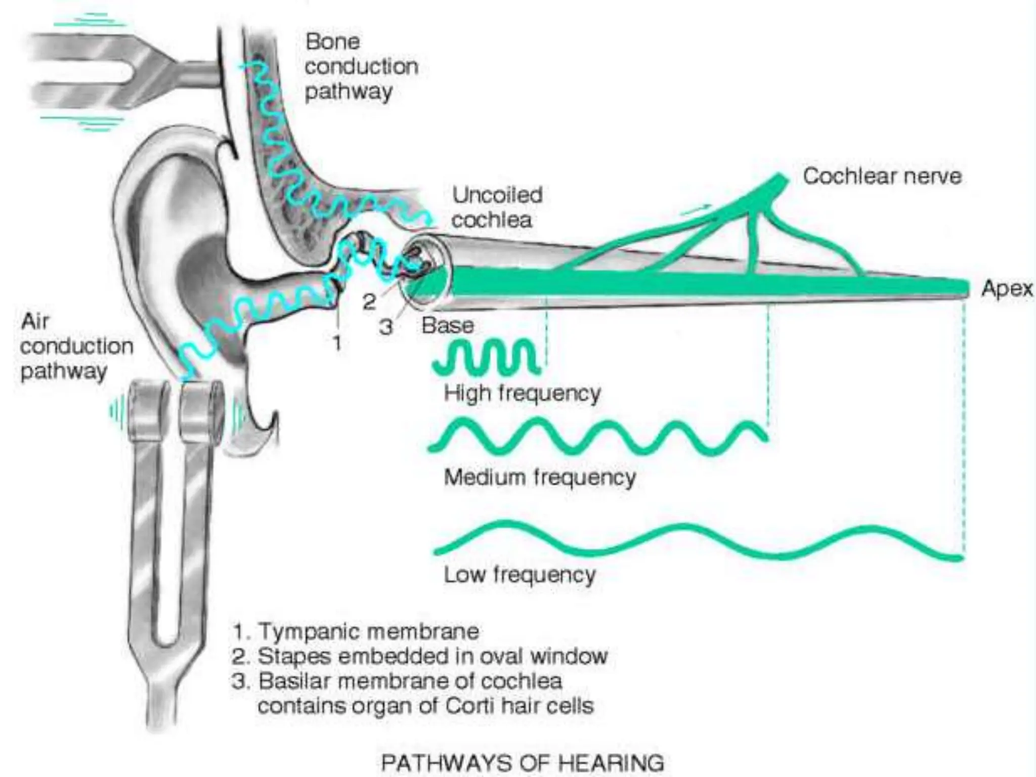 the_human_ear-outer,middle,inner ear,external auditory canal,tympanic ...