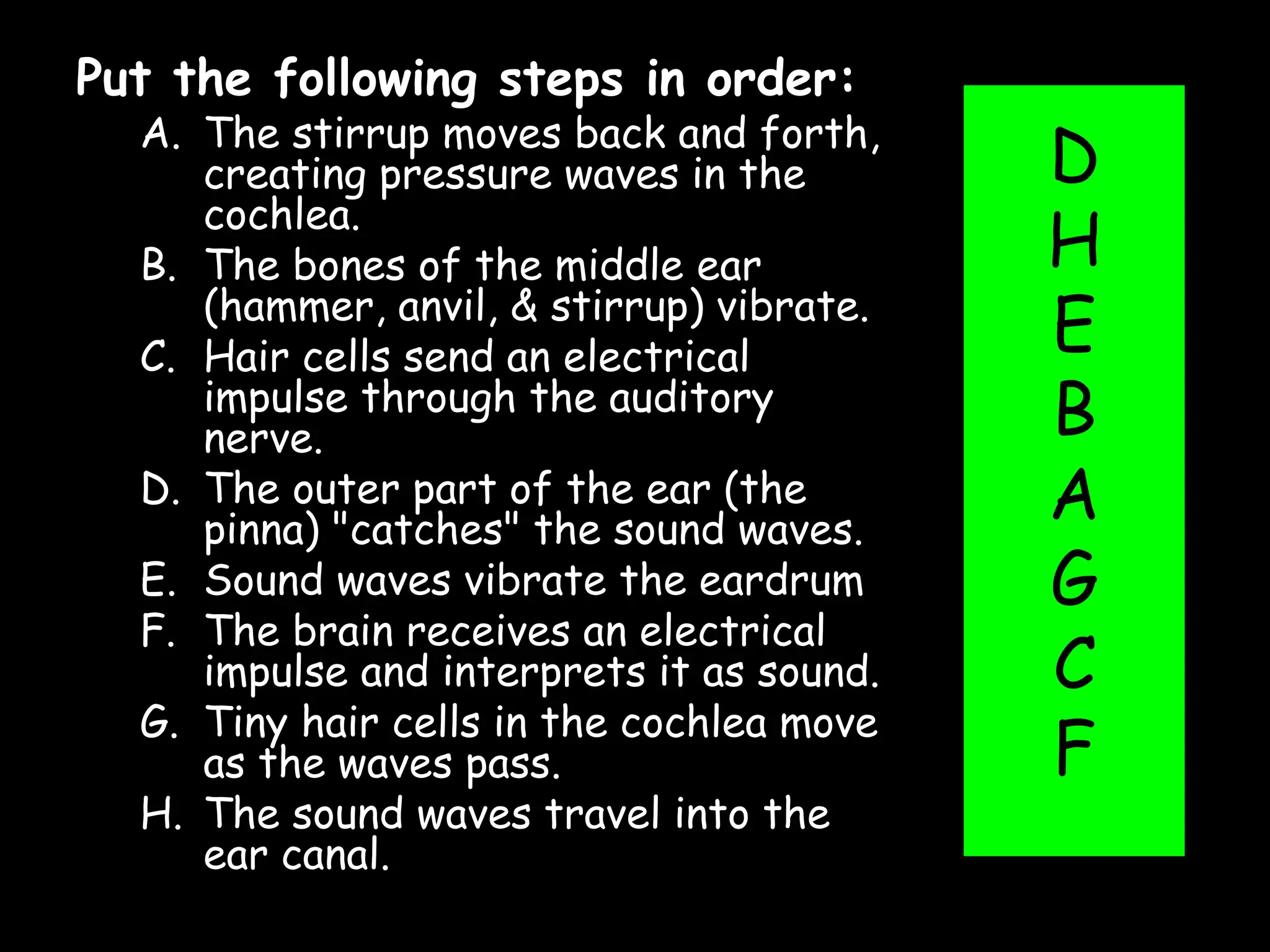 the_human_ear-outer,middle,inner ear,external auditory canal,tympanic ...