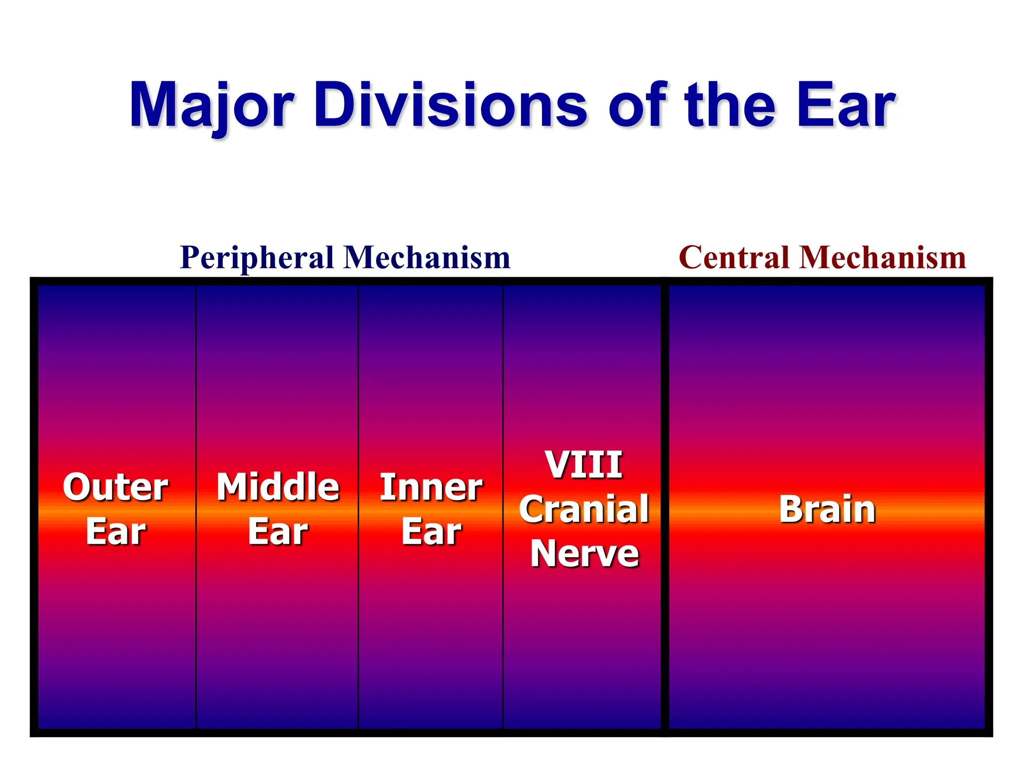 the_human_ear-outer,middle,inner ear,external auditory canal,tympanic ...