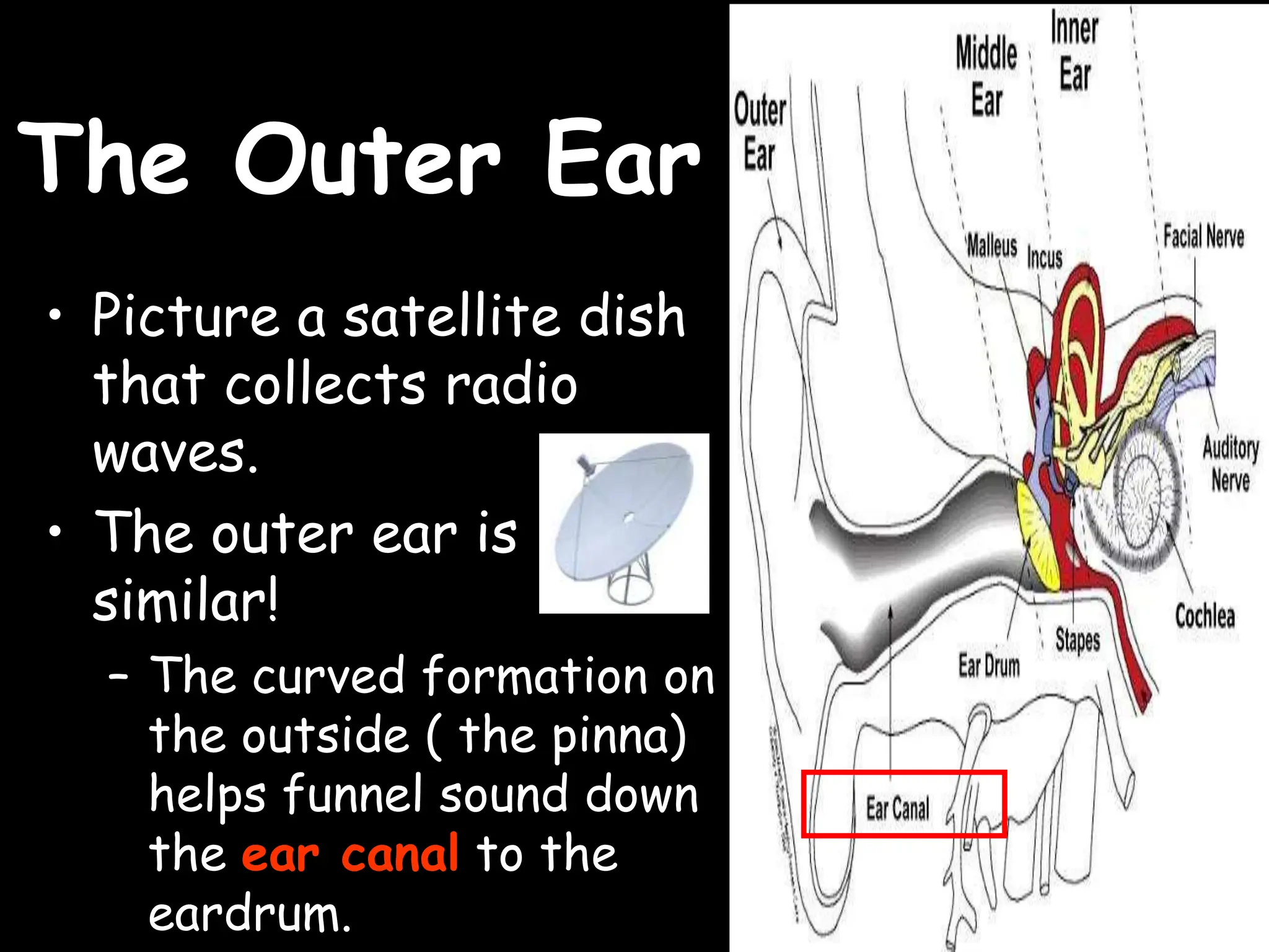 the_human_ear-outer,middle,inner ear,external auditory canal,tympanic membrane,malleus,incus ...