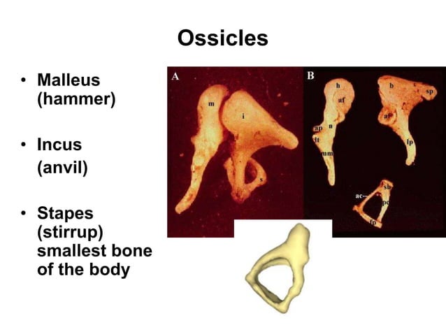the_human_ear-outer,middle,inner ear,external auditory canal,tympanic ...